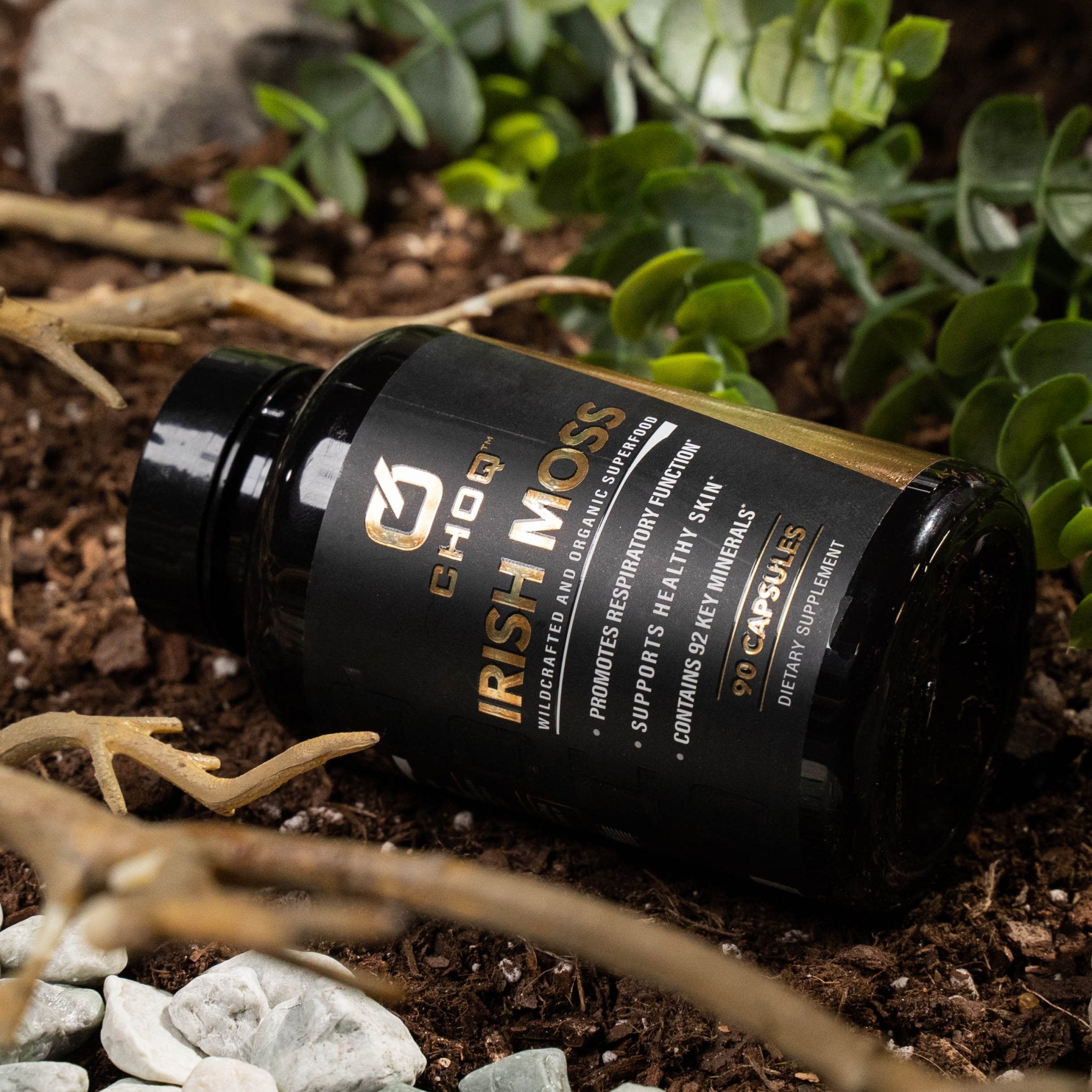 Irish Moss Benefits: A Superfood for Your Health